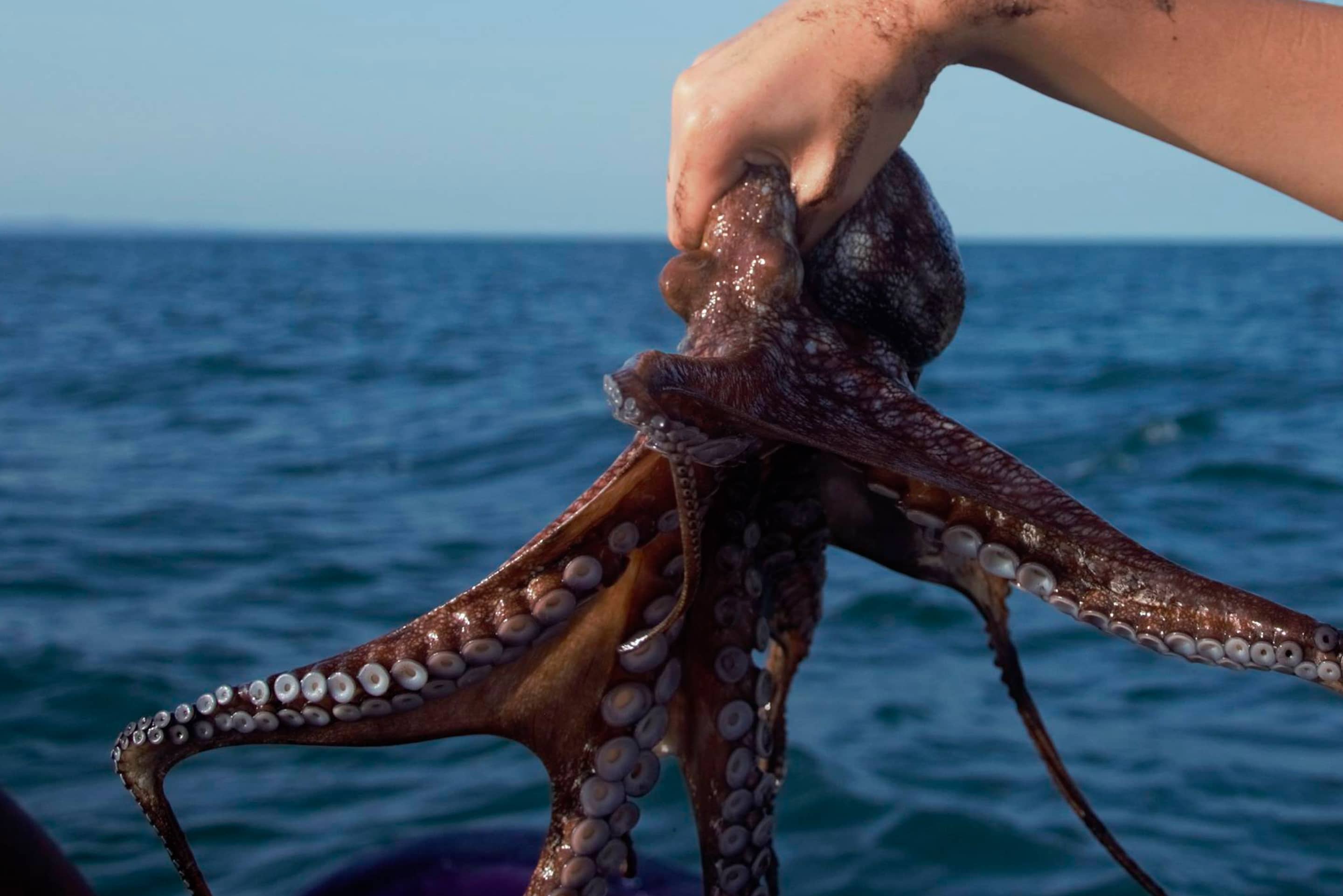 Zaso Company (Seafood Services & Exporting)